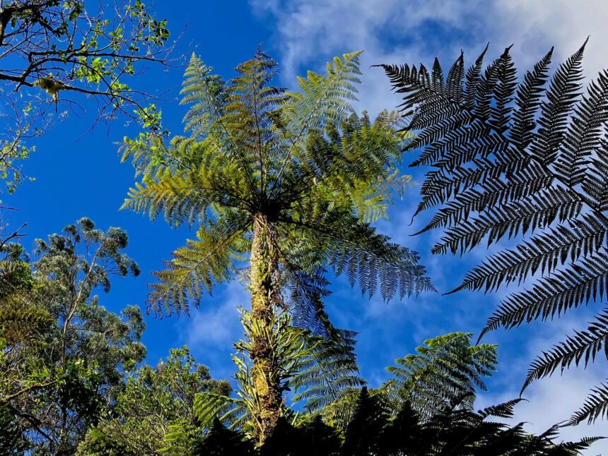 Assessing Cool Temperate Rainforest and Slender Tree-ferns | Gippsland ...